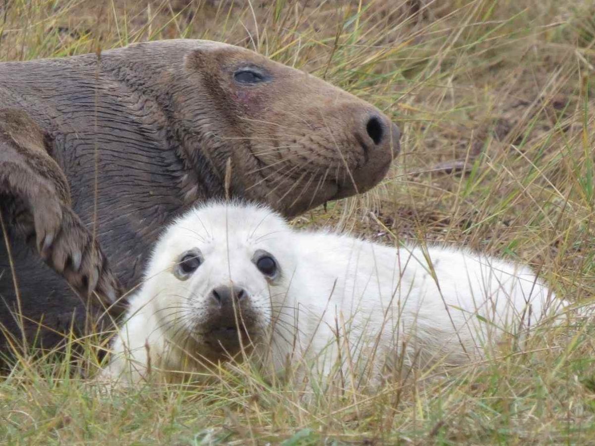 Visit the Baby Seal Pups at Donna Nook in November or December 2025 ...