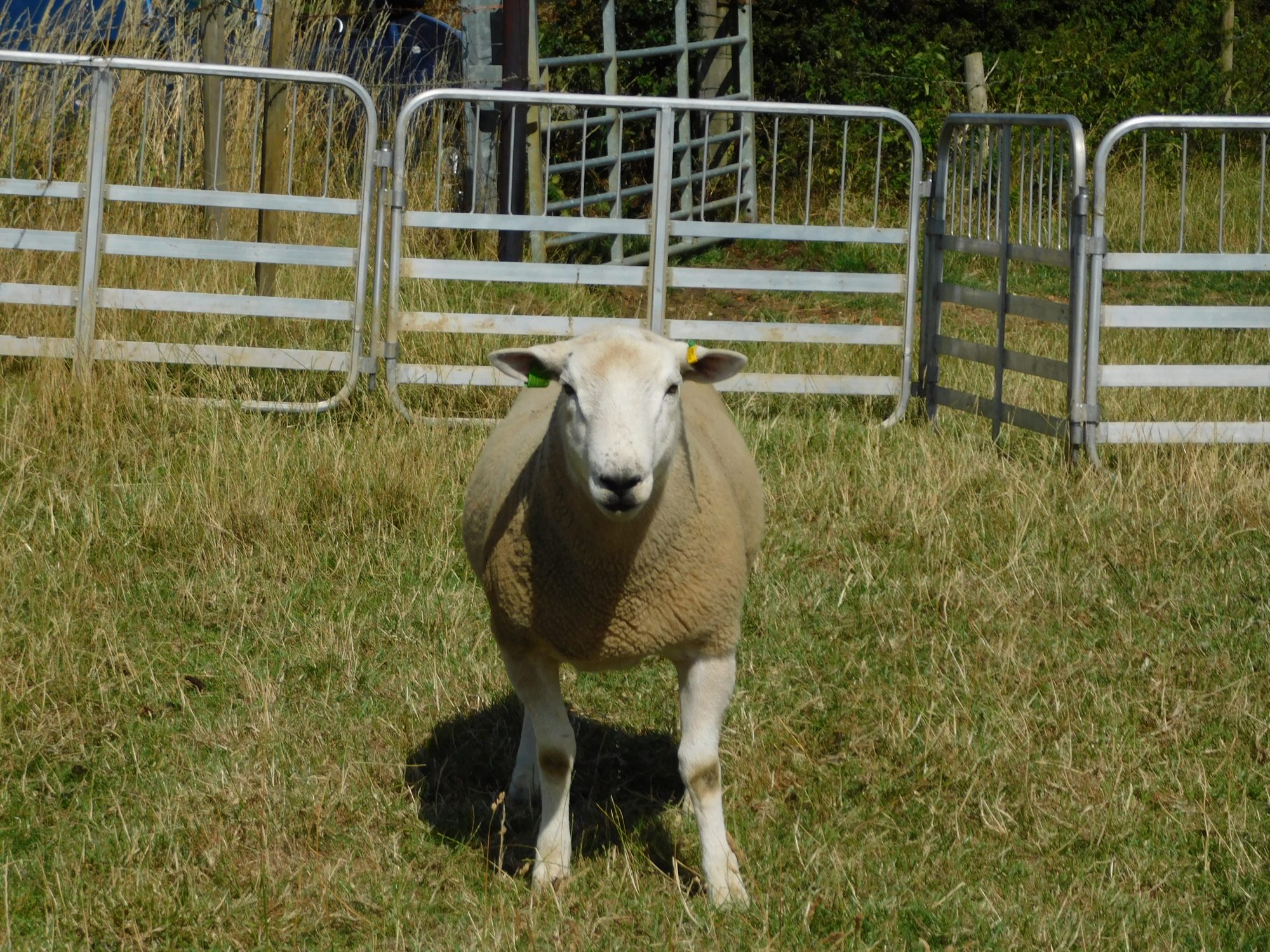 Flock & Rams | Normanby Breeding