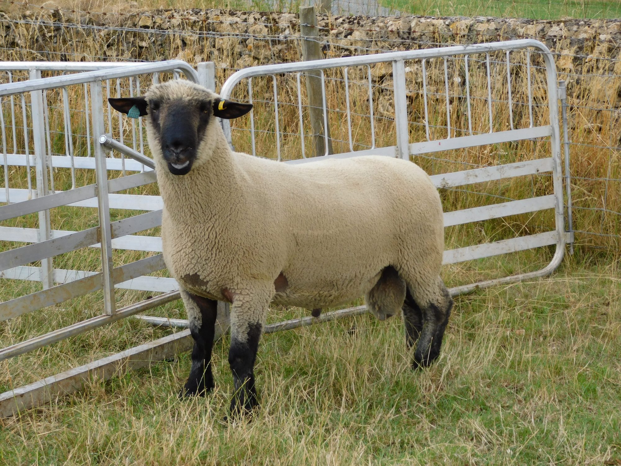 Flock & Rams | Normanby Breeding