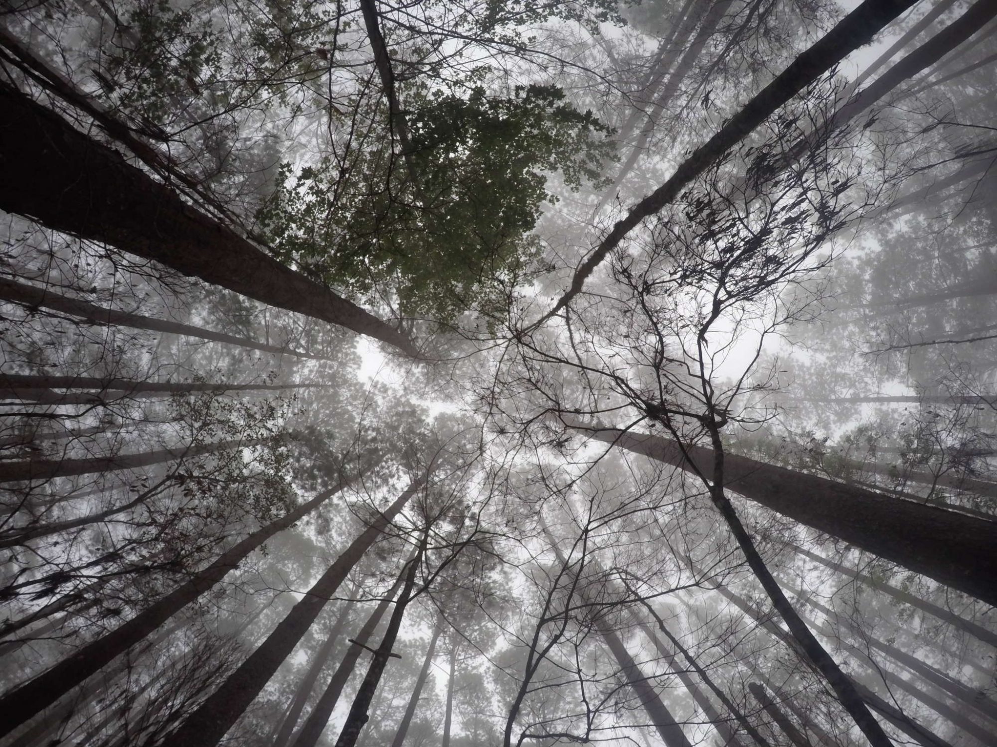 Operation Wallacea | The Different Types of Forest