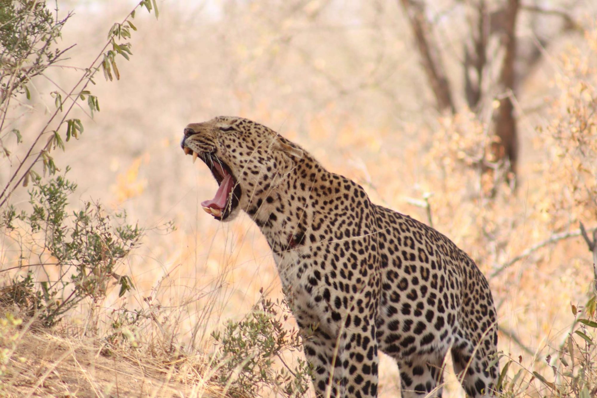 Operation Wallacea | How do you survey large, African mammals?
