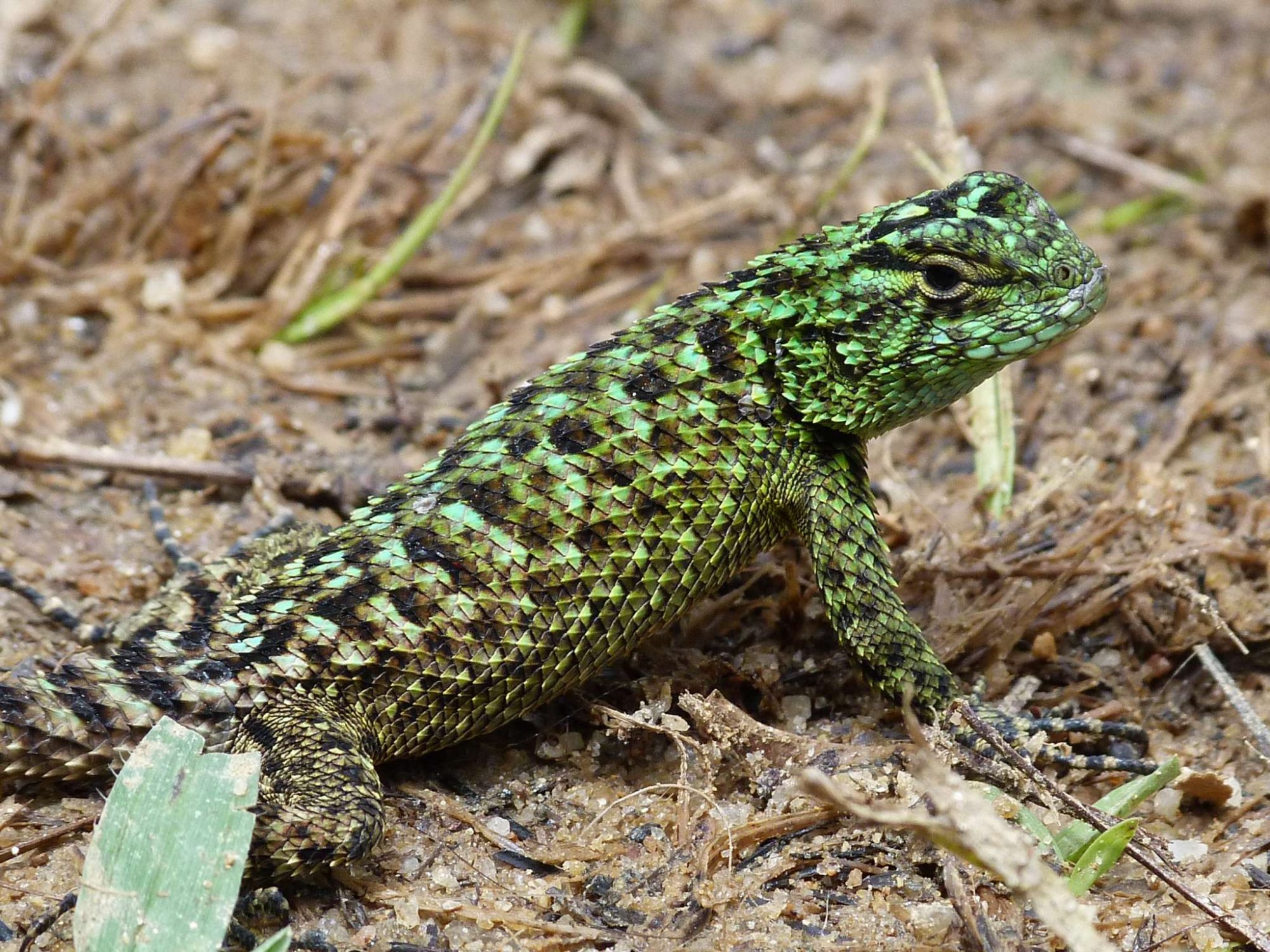 Operation Wallacea | Herpetology – is it the career for you?