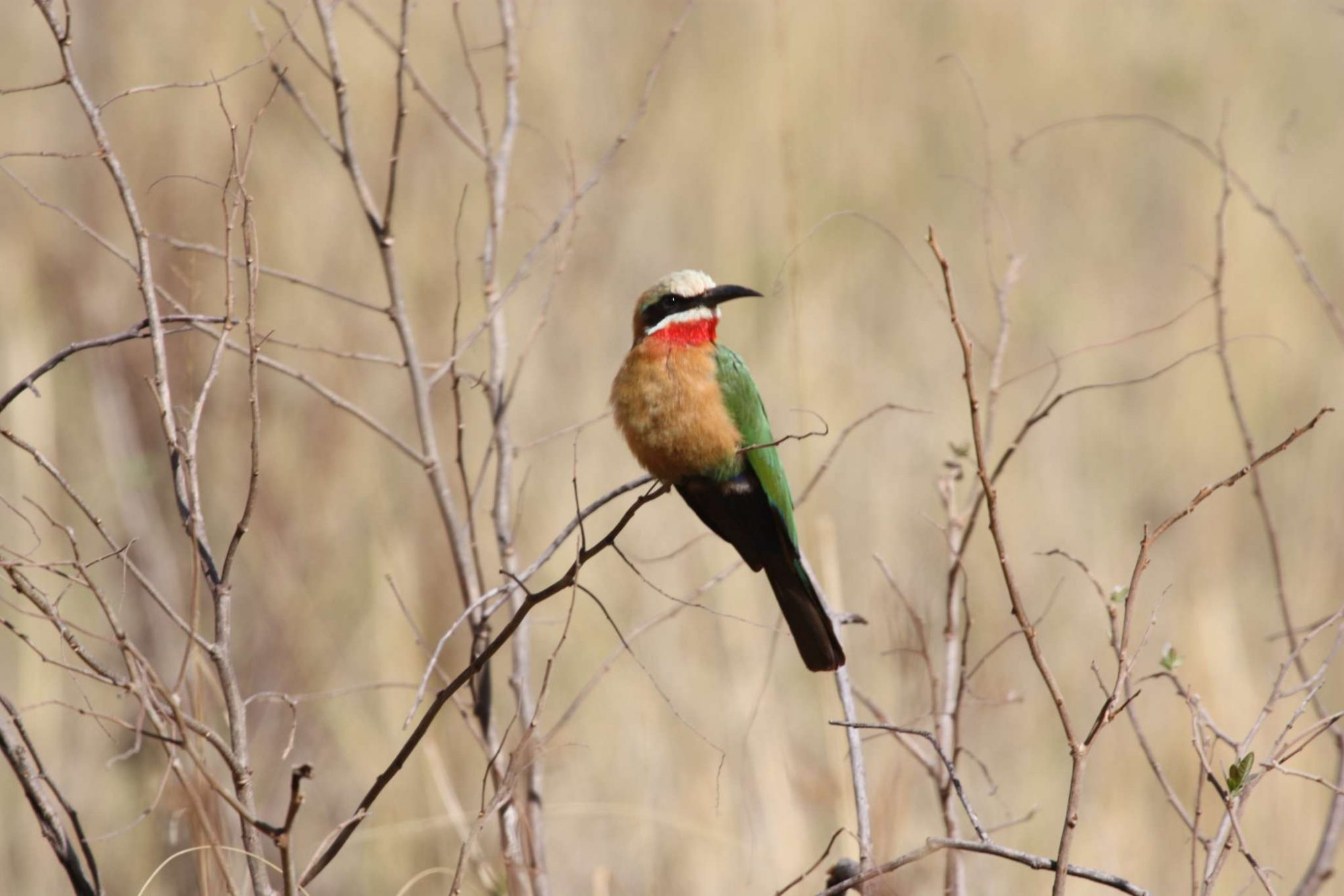 Operation Wallacea | Bird Point Counts in South Africa