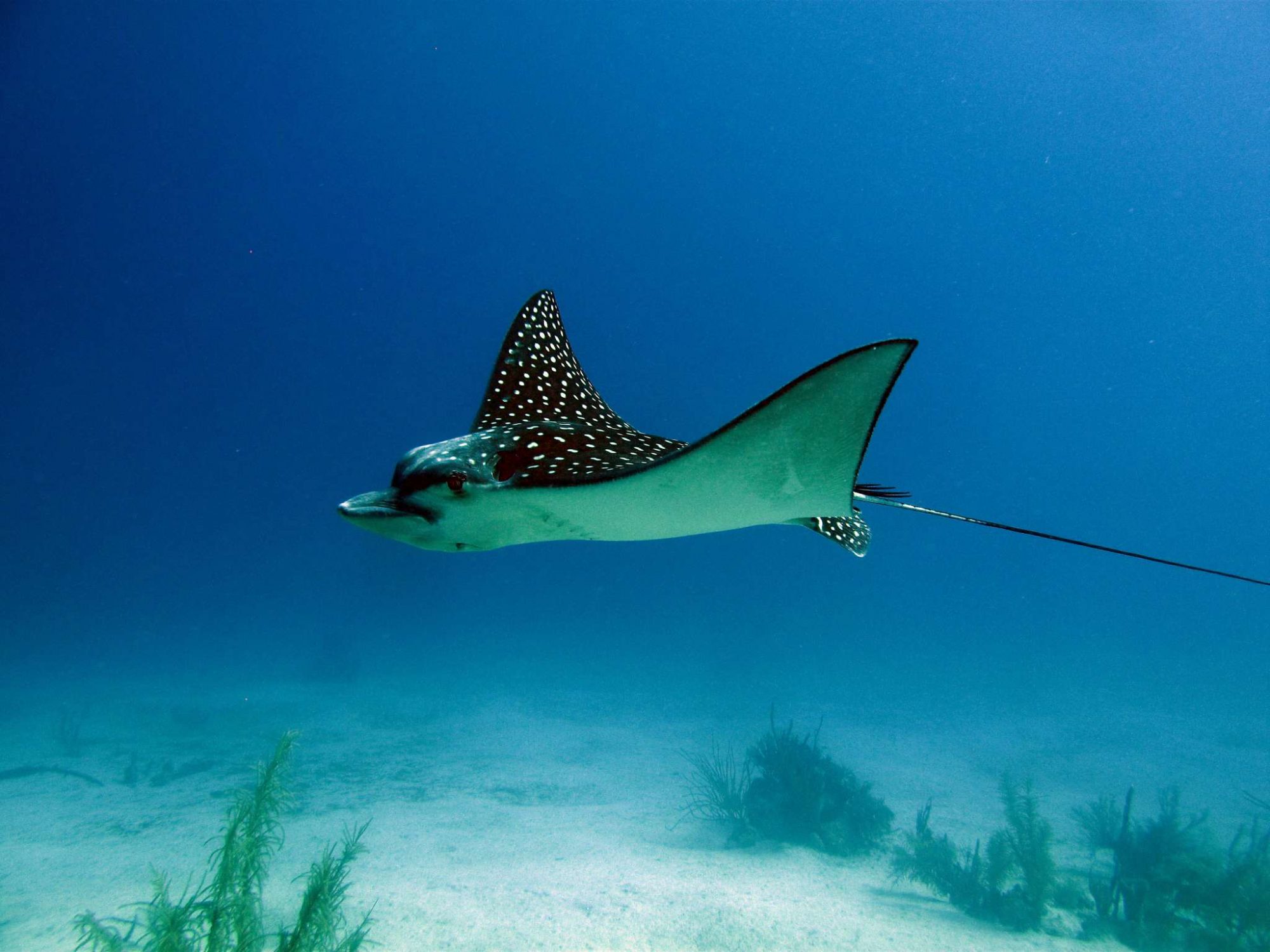 Operation Wallacea | The Expedition Mindset