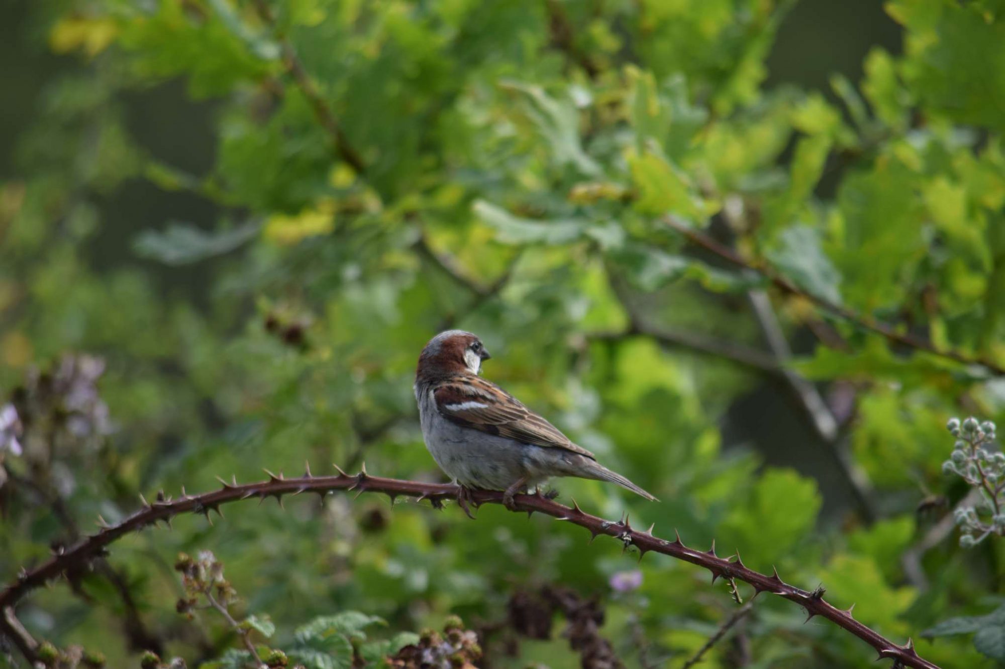 Operation Wallacea | A Guide to Rewilding