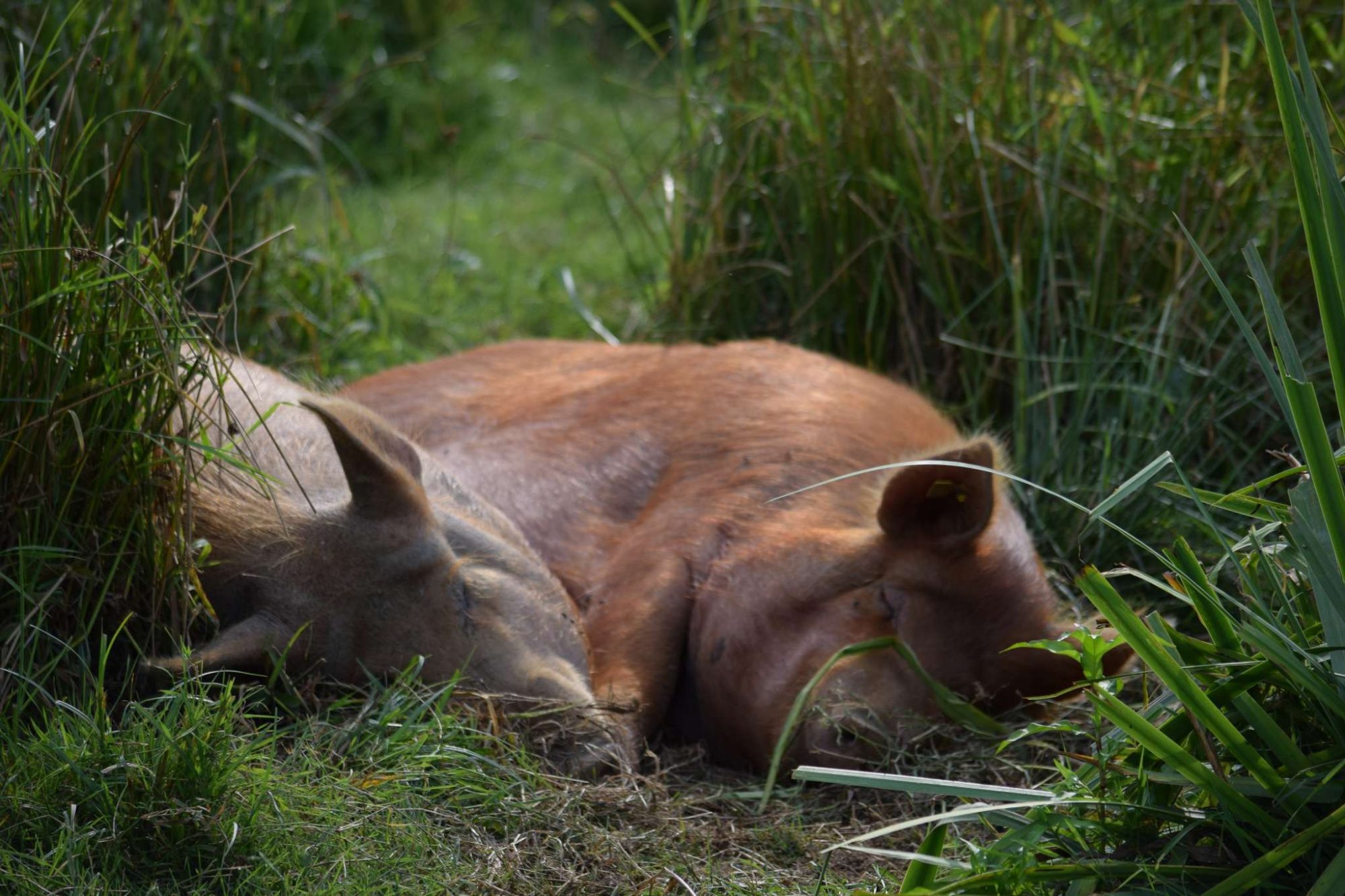 Operation Wallacea | A Guide to Rewilding