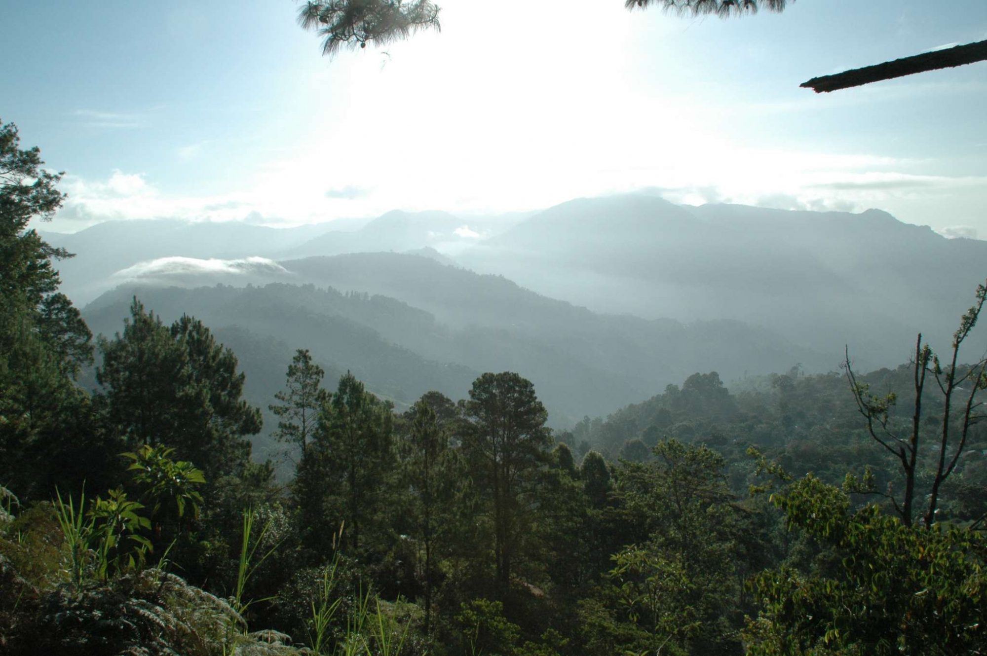 Operation Wallacea | New plant species discovered in Cusuco, Honduras