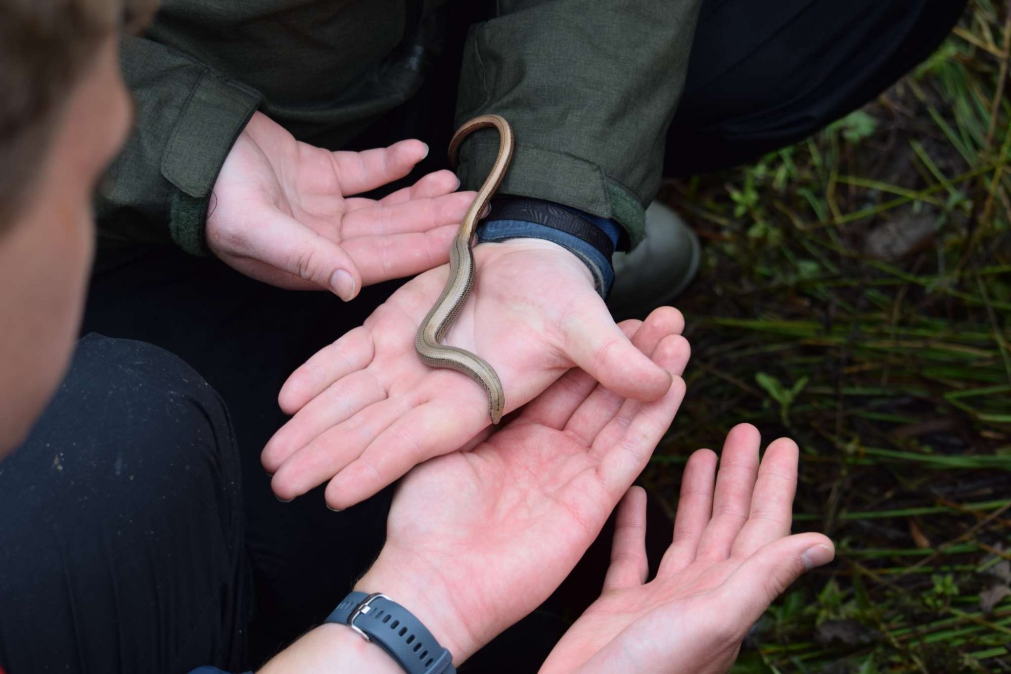 Operation Wallacea | A Week at the Knepp Rewilding Project