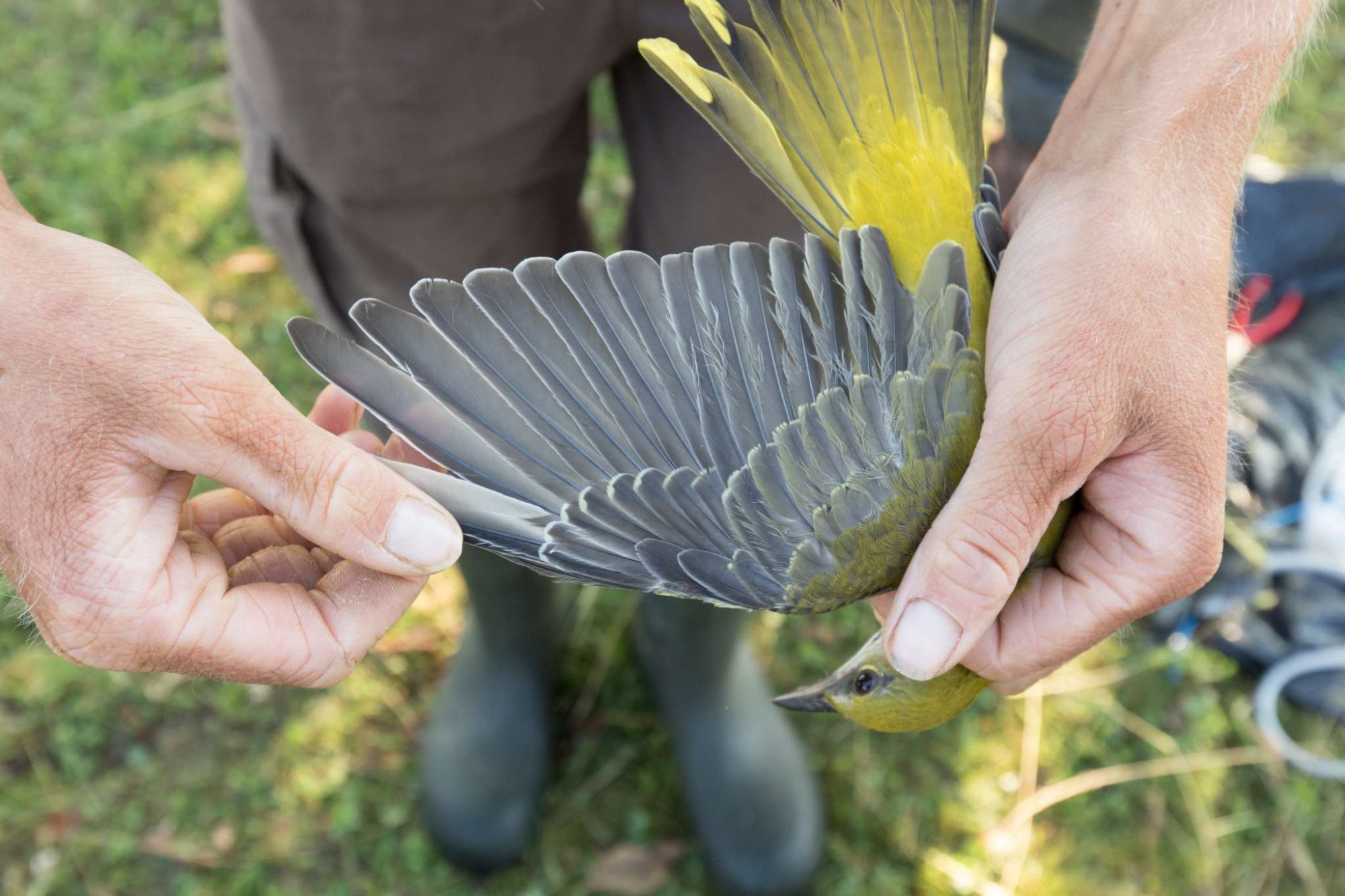 Operation Wallacea | How to use your Opwall expedition in applications