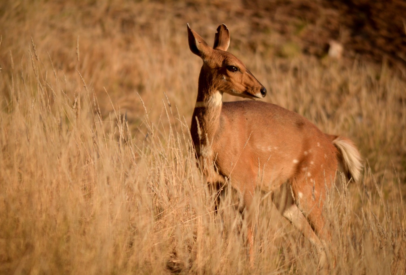 Emma Borg – South Africa 2019 #2 | Operation Wallacea
