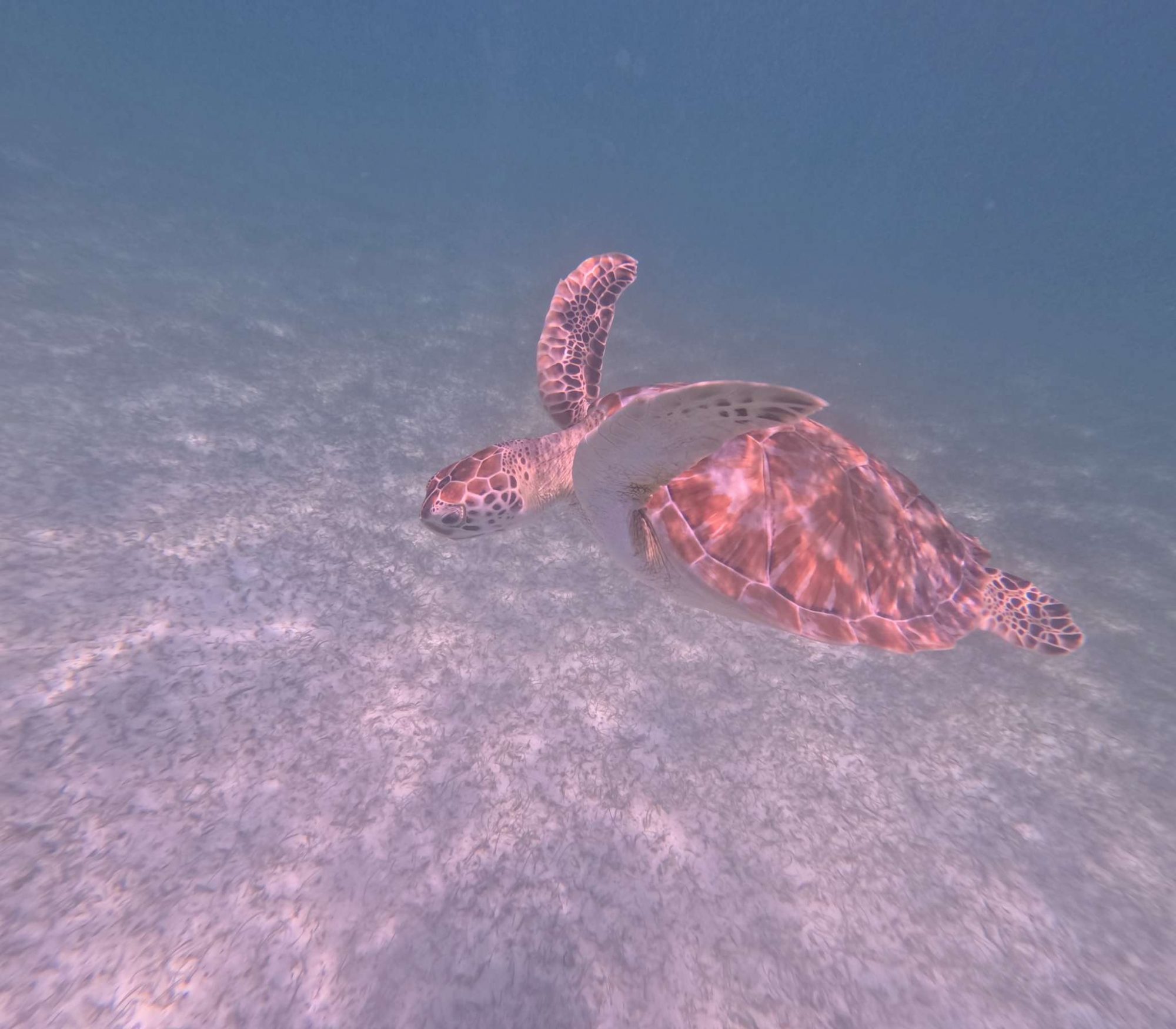 Ines Teixeira – Mexico 2024 #1 | Operation Wallacea