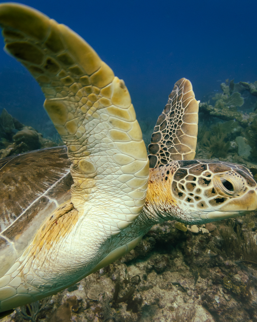 Kat Mason – Mexico 2021 | Operation Wallacea