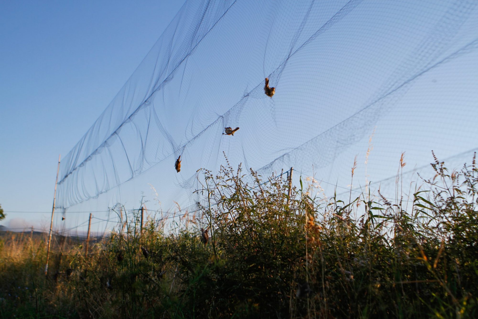 Operation Wallacea | A day in Krka